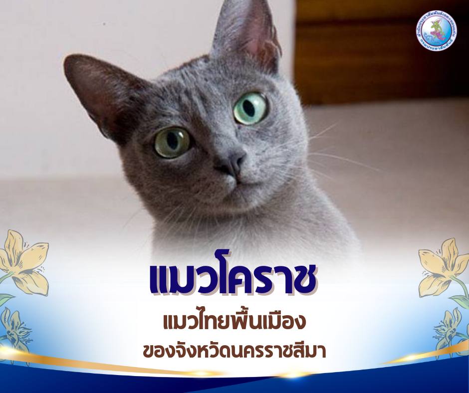 แมวโคราช หรือ แมวสีสวาด แมวไทยพื้นเมืองของจังหวัดนครราชสีมา สู่ลายผ้า ...